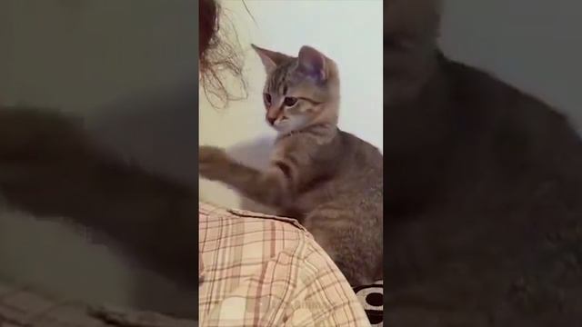 Смешные Животные