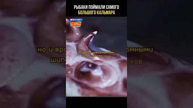 Самый большой кальмар в мире