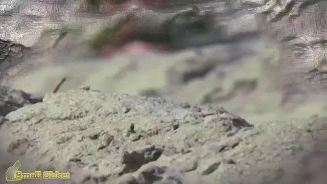 Сказала мама (В. Константинов)