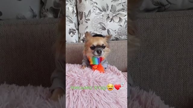 Без названия