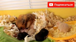 ХОМЯЧКИ | 13й день жизни хомячат | CHILD OF THE HAMSTER | bébé hamster