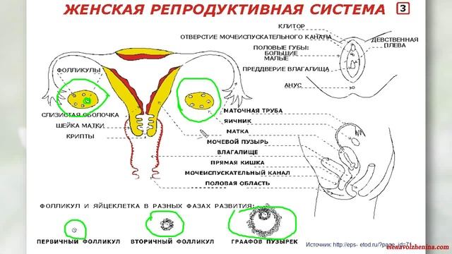 СимптоТермальный Метод Распознавания Плодности (СТМРП, СТ-метод) - Урок3-2, Часть1.