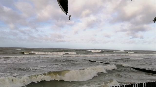 Светлогорск. Море. Чайки.