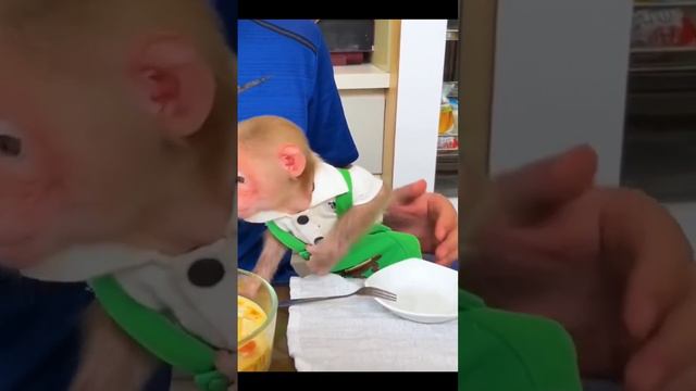Bibi and dady talking with each other there is no tongue of love #animals #cute
