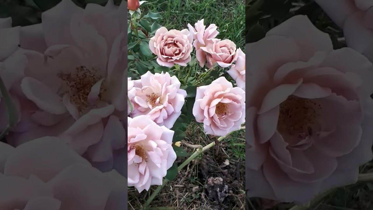 роза Коко Локо