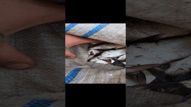 ХОРОШИЙ УЛОВ