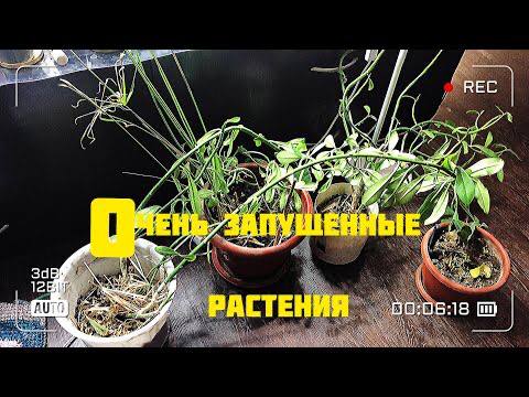 Пересадка цветов. Зрелище для не слабонервных!
