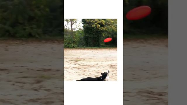 Cão Inteligente adestrado Raça Mais Inteligente do Mundo! #shots