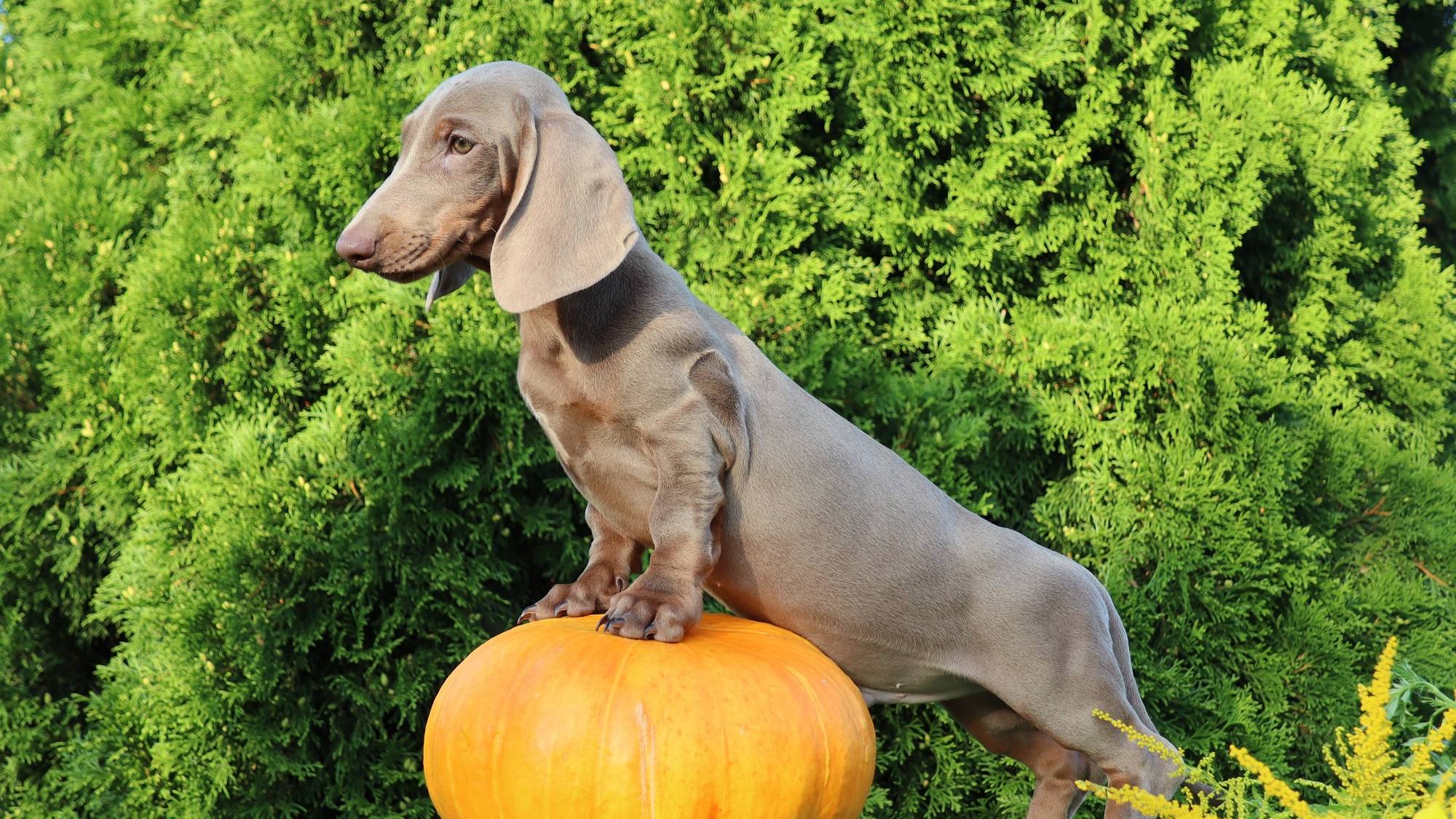 Zinn Walter iz Strani Grez