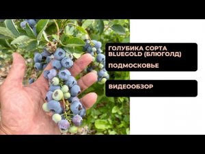 Обзор сорта Блюголд (Bluegold)