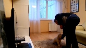 Голд Ретривер. Щенок в доме. Что нужно знать? 3 часть.