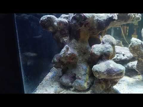 Морской аквариум 100л все с начало