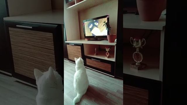 #смешной#юмор#смех#рекомендация