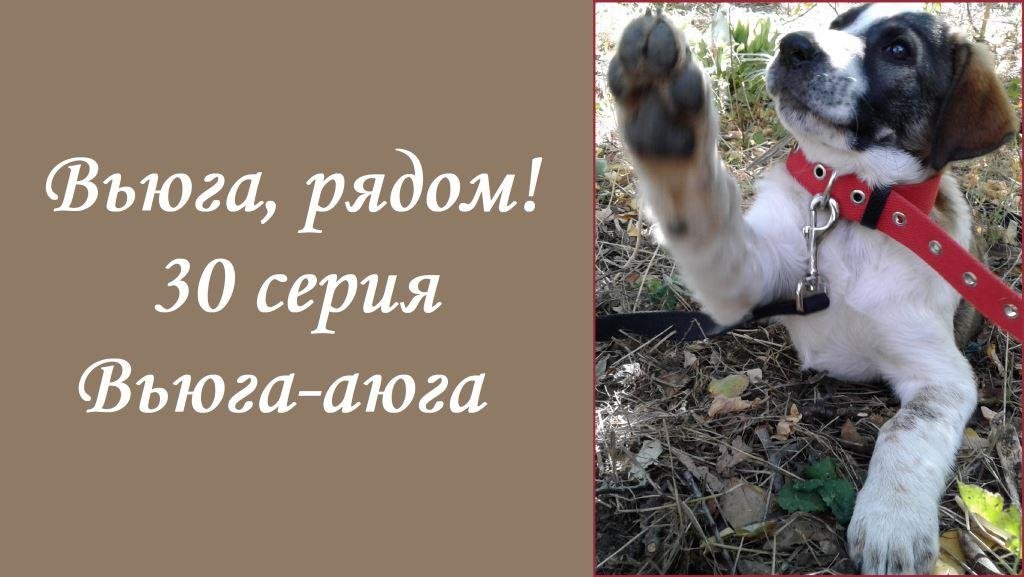 "Вьюга, рядом!" 30 серия "Вьюга-аюга"   dub