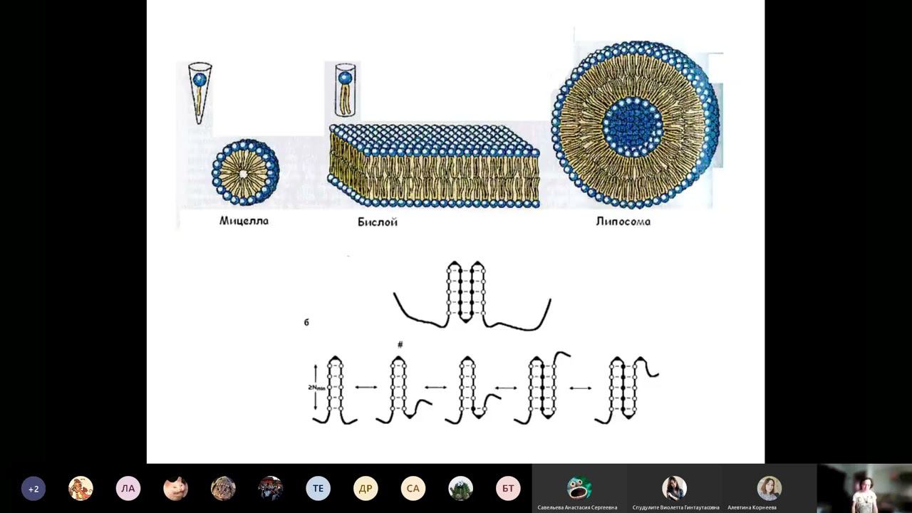 Самоорганизация в биосистемах 1