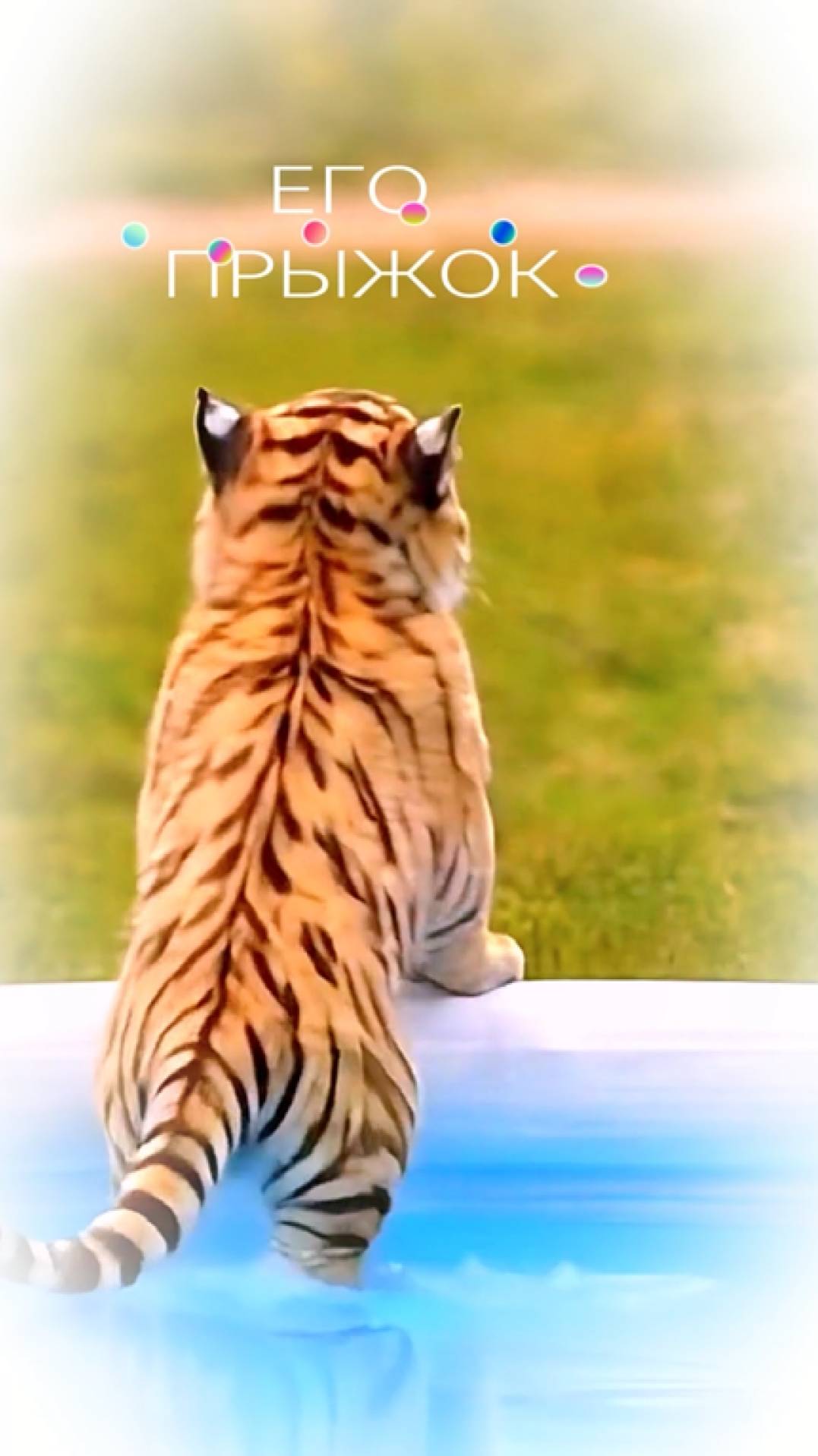 Его прыжок-это нечто! Пушистый титан покоряет бассейн!