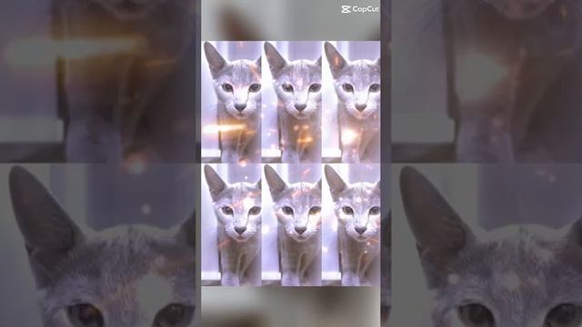 Кот породы Русская голубая кошка