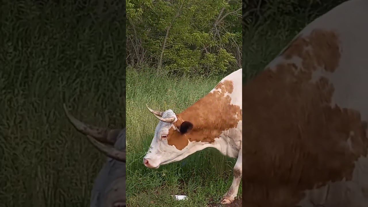 У бабушки в деревне