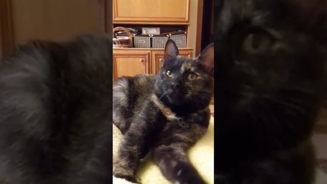 VID 20181104 WA0010