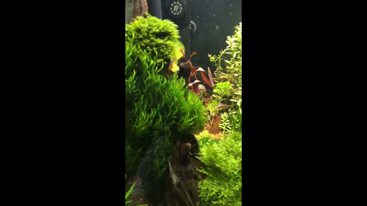 Dennerle Nano Cube 60 L