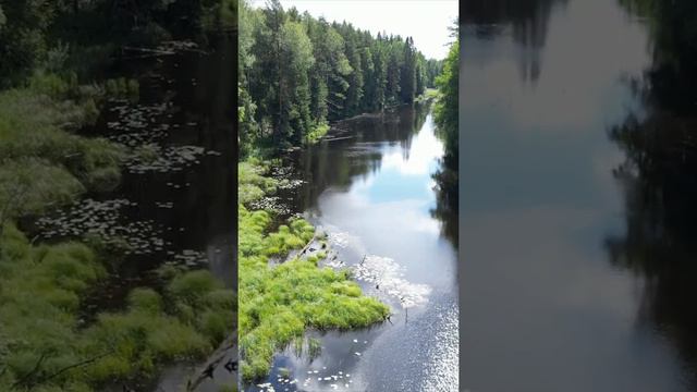Нашёл в лесу старку полную ...
