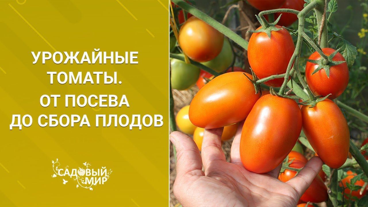 Урожайные томаты    От посева до сбора плодов