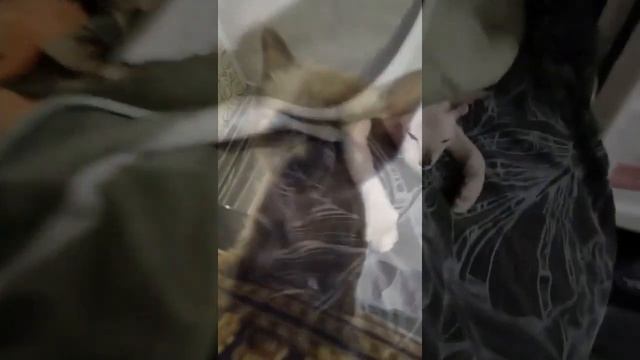 Кавказская Пленница-Даю задание более сложное-упаковаться в спальный мешок(в ролях Принцесса и Чипа)