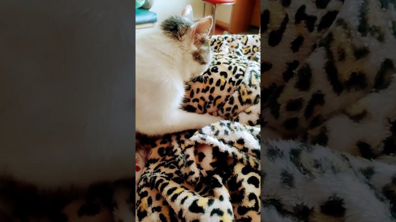 Маленький котик - бархатный животик