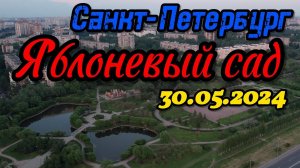 Питер, Яблоневый Сад - 30.05.2024