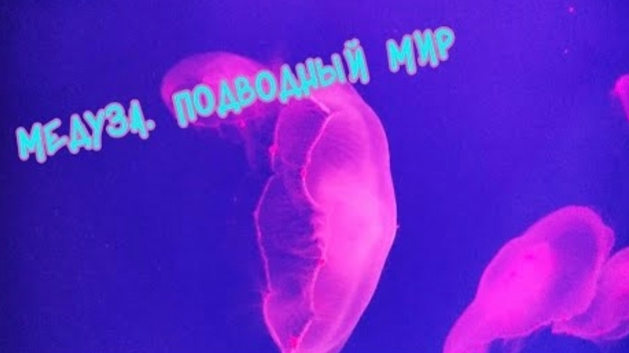 МЕДУЗА. ПОДВОДНЫЙ МИР. Александра Миркушова