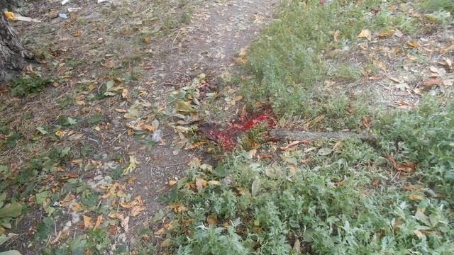 Луганск лето 2014..mp4