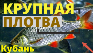 Крупная ПЛОТВА на фидер в дождь. Экстремальная рыбалка на Кубани Краснодар