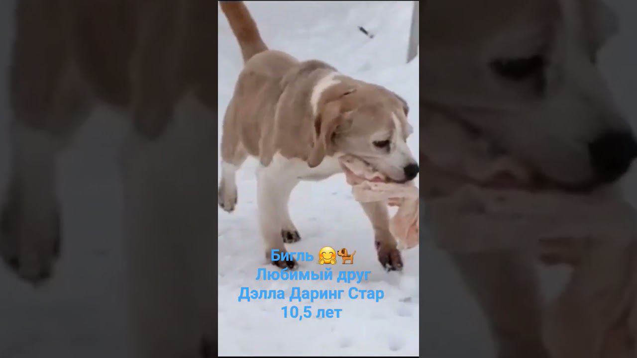 Бигль, Любимый друг Дэлла Даринг Стар, 10,5 лет
