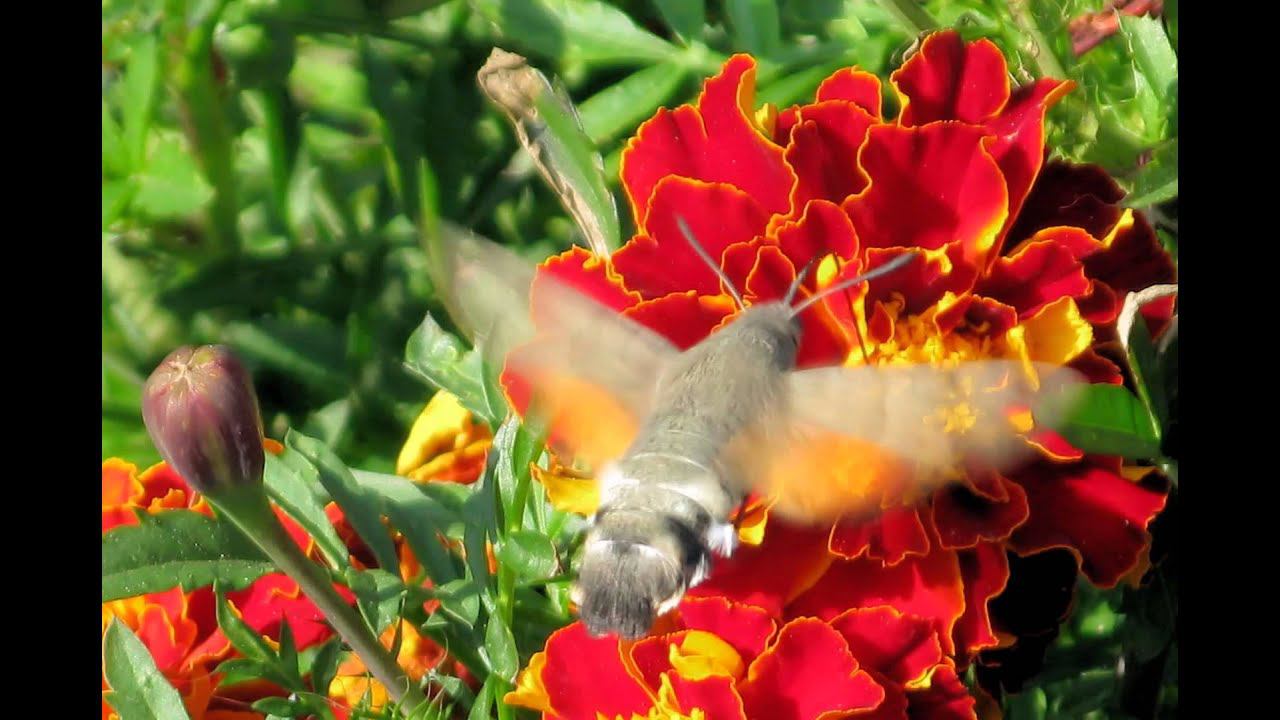 hummingbird hawk