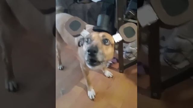 its a freddy fazber?