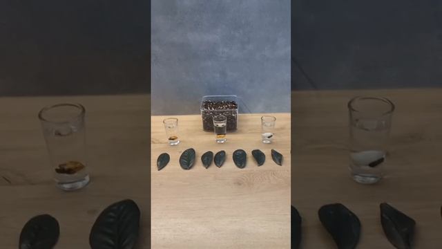 ЗА СКОЛЬКО УКОРЕНИТСЯ ЛИСТ замиокулькаса РАВЕН в воде. Размножение замиокулькаса.