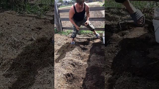 Сажаем картошку. 
#деревня #деревенскаяжизнь #весна #сад #огород #картошка