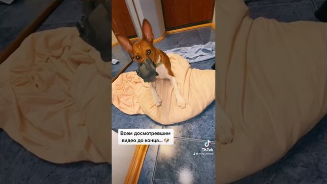 Всем хорошего денёчка 🐶🐾🥰 #басендди #basenji #dog #питомец #лучшийпитомец #собака #мойдруг