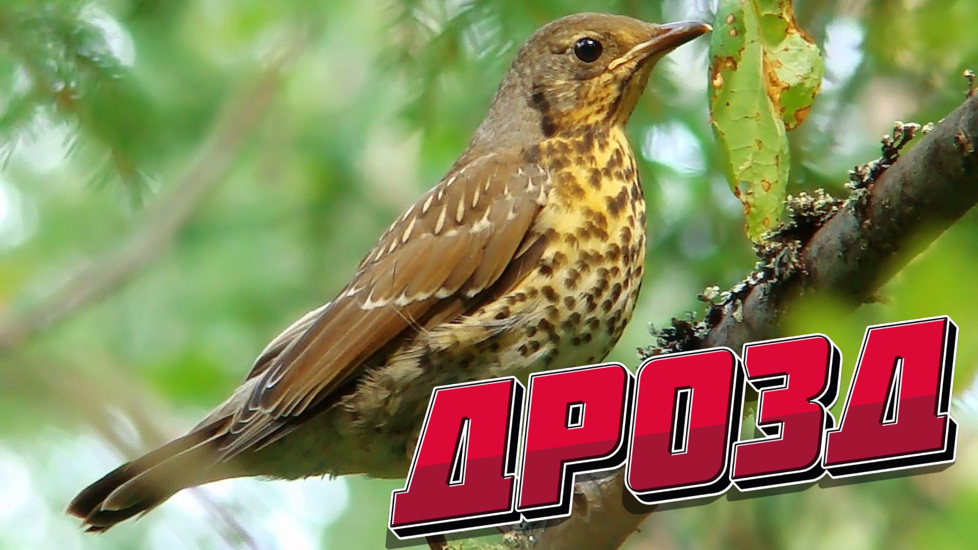 Дрозд  Thrush