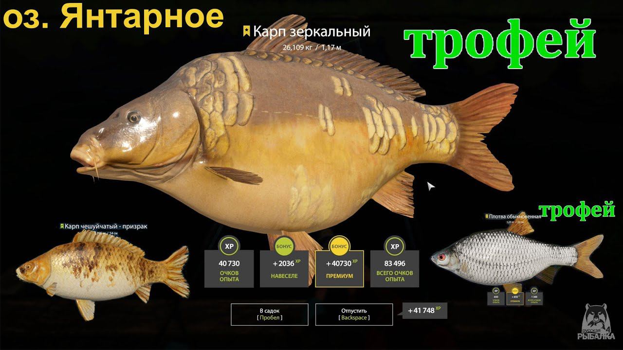 Русская рыбалка 4 / оз. Янтарное / Карп зеркальный (трофей), плотва (трофей) две штуки, ищу карпов