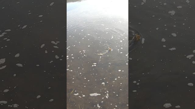 Ловля щуки на воблер! Лучший воблер Андердог от СПРО!