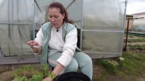 Высаживаете томаты - обязательно подкормите рассаду! Какое лучшее удобрение для рассады томатов