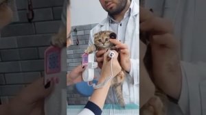 Сердечко котёнка 220-260 ударов