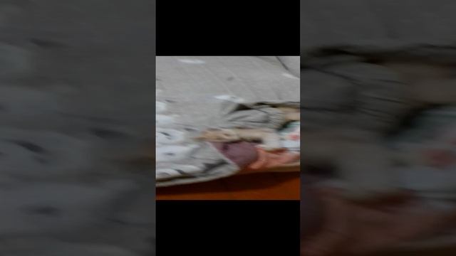 ???☝️ Как котика приучить чтоб он у себя жил и спал .#дрессировка #котёнок