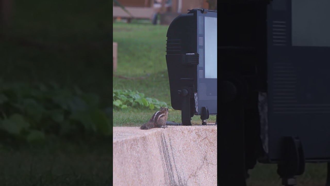 Chipmunk Бурундук Sri Lanka #shorts