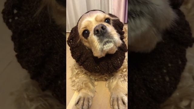 Повязка на ушки для собачки