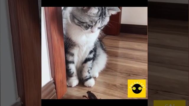 Самые смешные котики #23