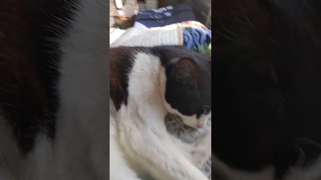 scene_output.mp4