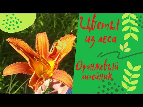 Цветы из леса. Лесные дикоросы в саду. Оранжевые лилейники на заброшке