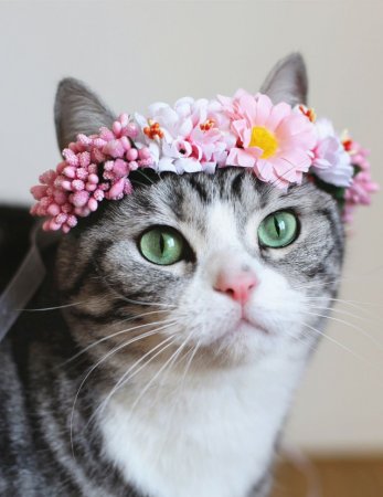 Смешные Животные